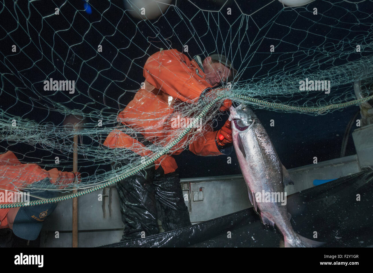 Fisherman untangles sockeye salmon from drift gill net. Naknek River ...