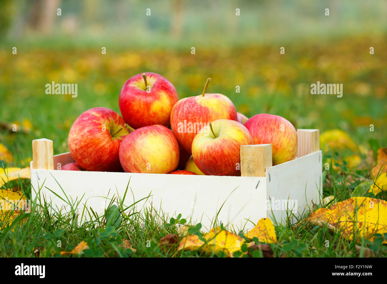 Ripe apples in wooden box in garden. Autumn scenery Stock Photo - Alamy