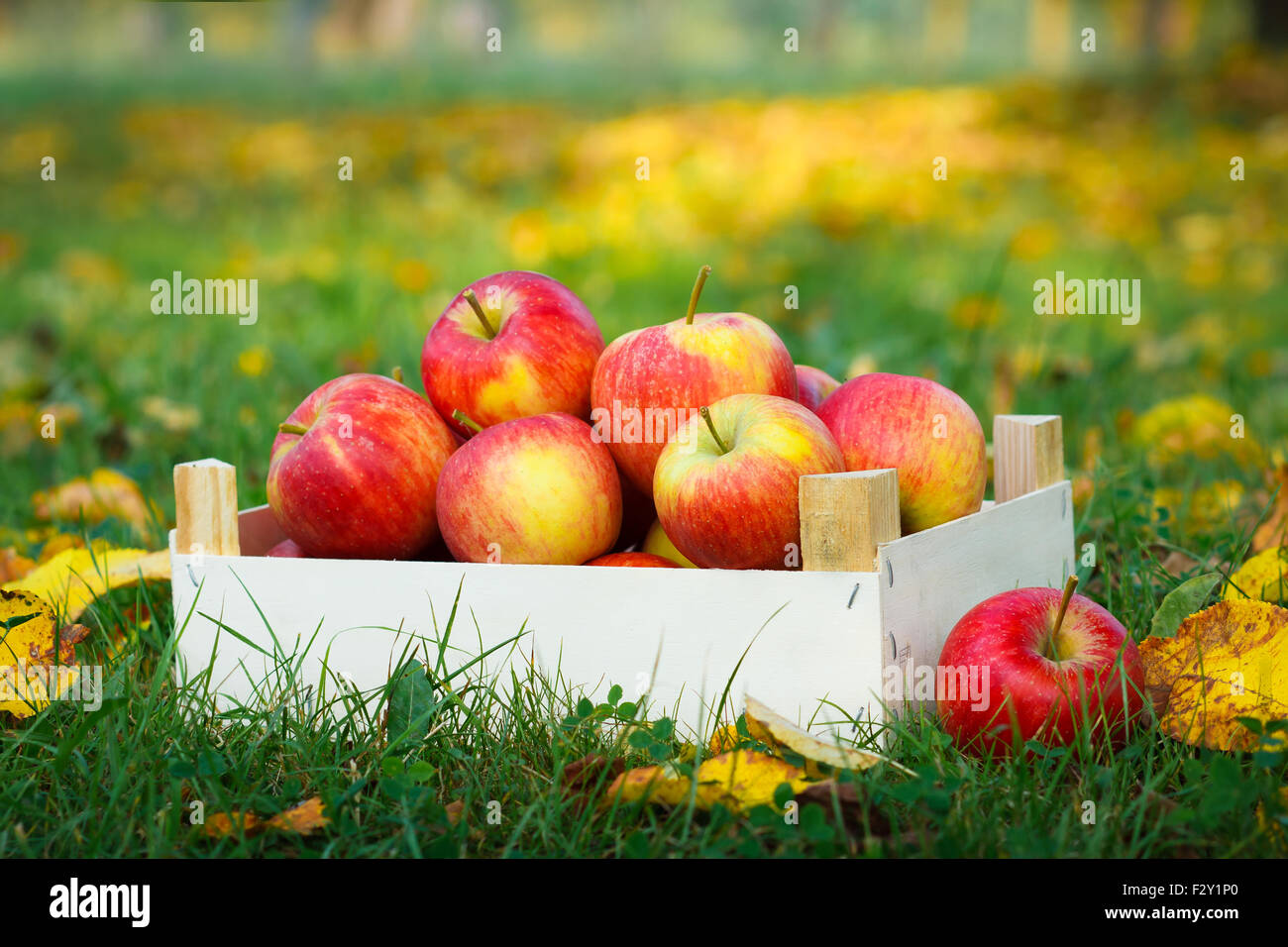 Ripe apples in wooden box in garden. Autumn scenery Stock Photo - Alamy