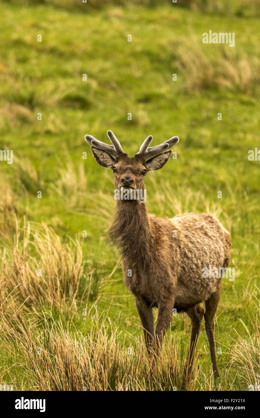 Roaring stags hi-res stock photography and images - Alamy