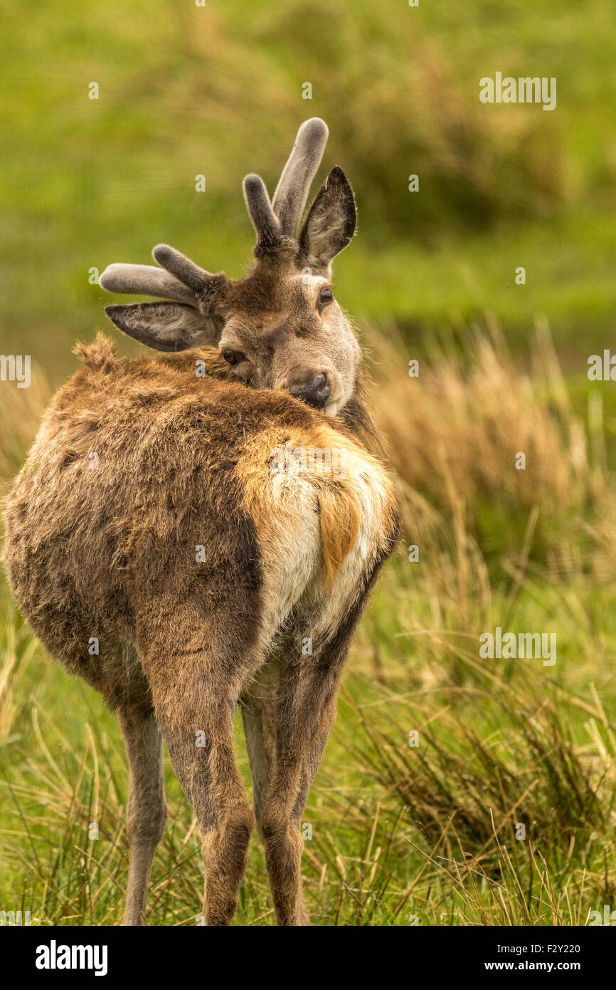 Roaring stags hi-res stock photography and images - Alamy