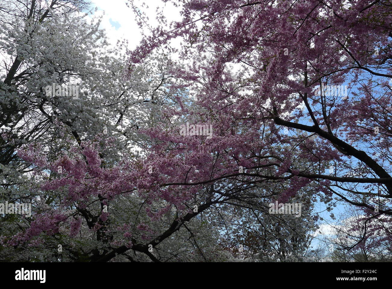 Cherry tree blossoms brooklyn hi-res stock photography and images - Alamy