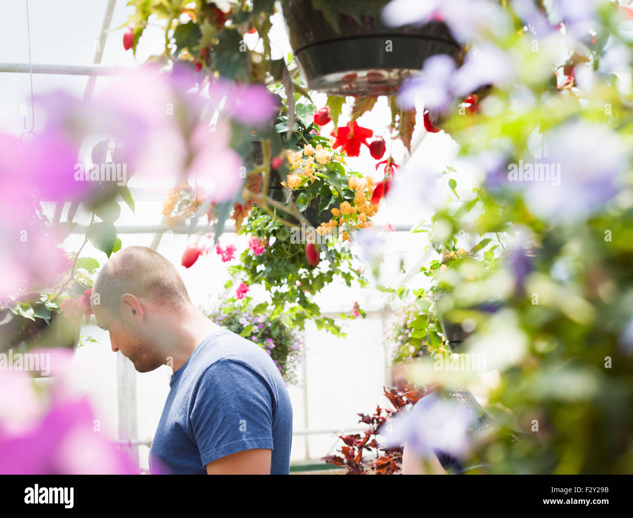 Greenhouse baskets hi-res stock photography and images - Alamy
