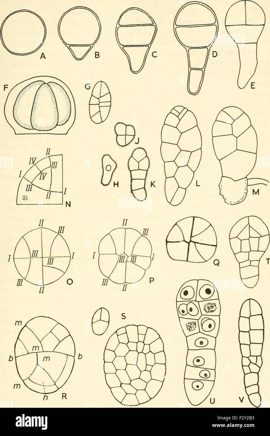 Embryogenesis in plants Stock Photo - Alamy