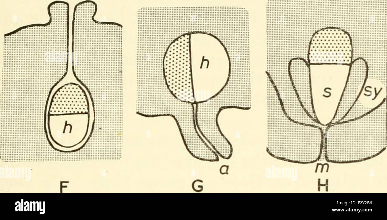 Embryogenesis in plants Stock Photo - Alamy