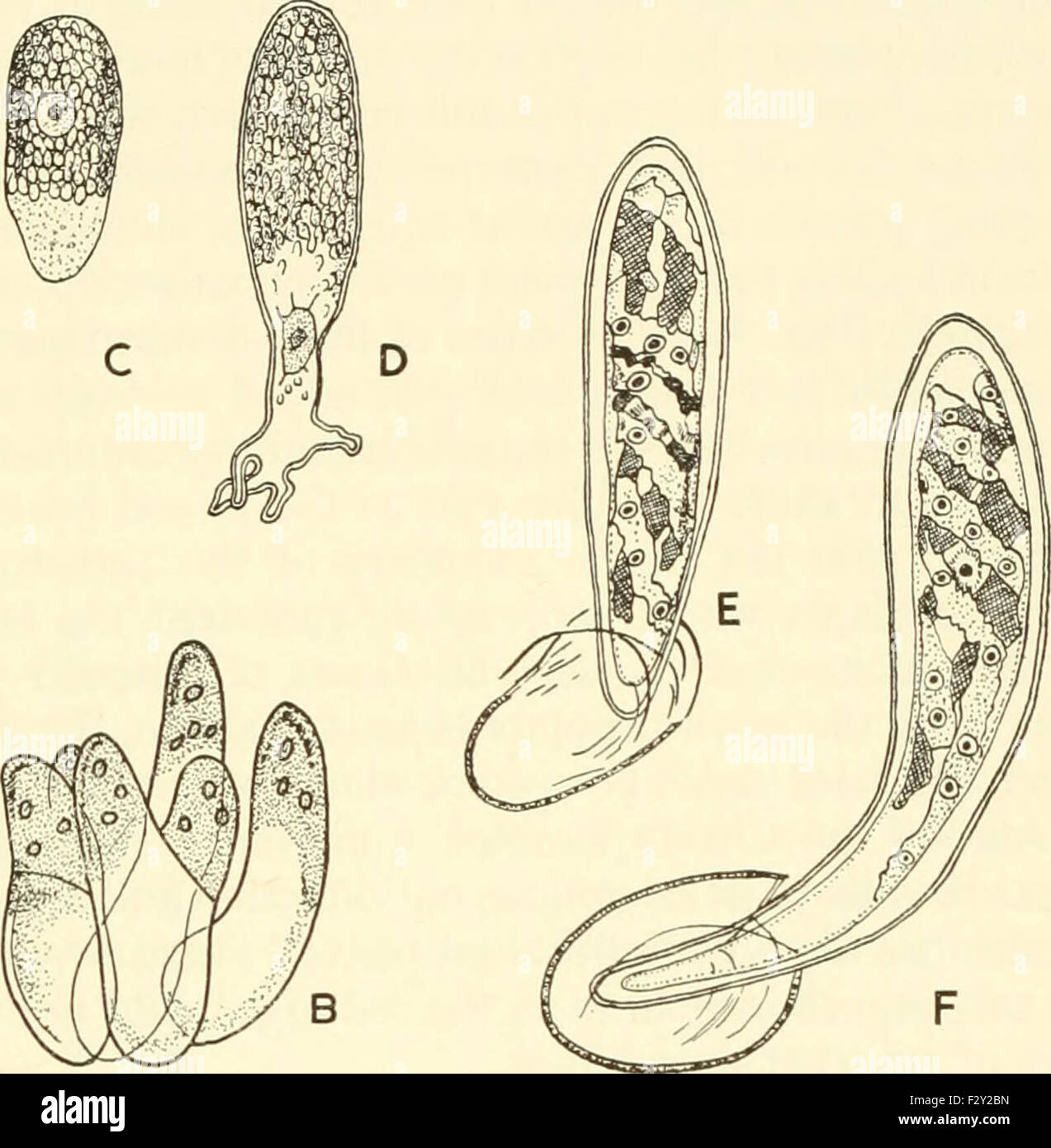 Embryogenesis in plants Stock Photo - Alamy