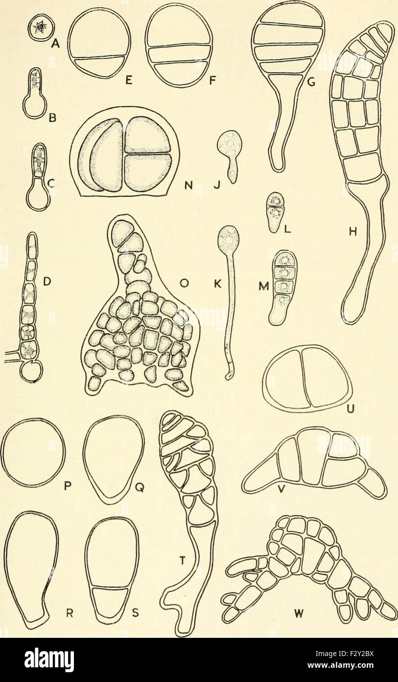 Embryogenesis in plants Stock Photo - Alamy