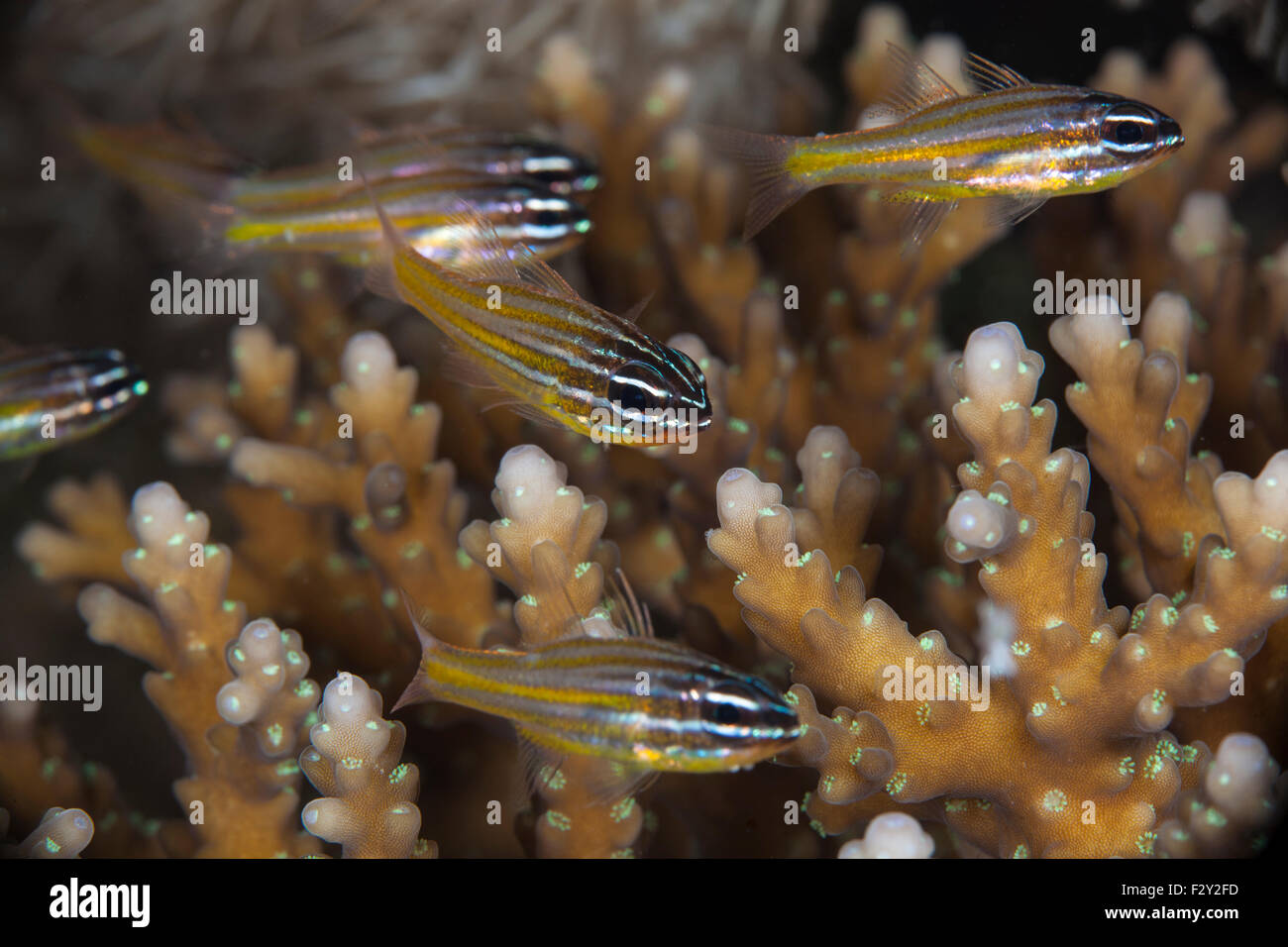 Goldstriped Cardinalfish in an Acropora Hard Coral Stock Photo - Alamy