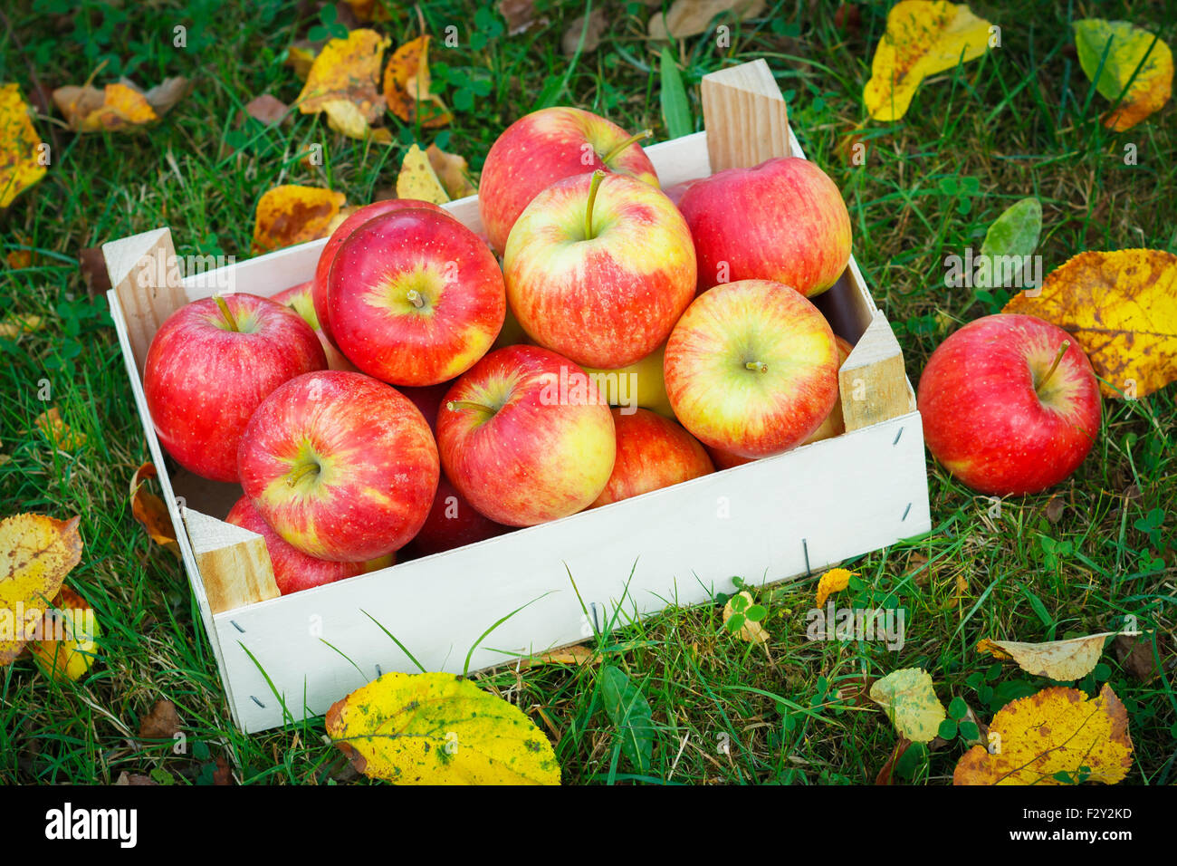 Ripe apples in wooden box in garden. Autumn scenery Stock Photo - Alamy