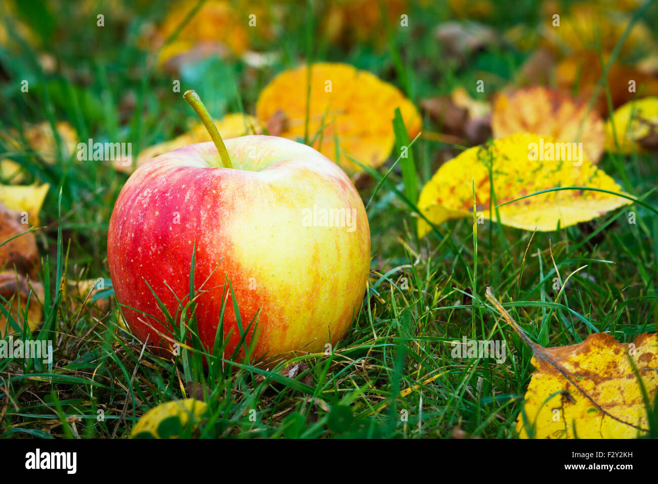 Apple garden garden hi-res stock photography and images - Alamy