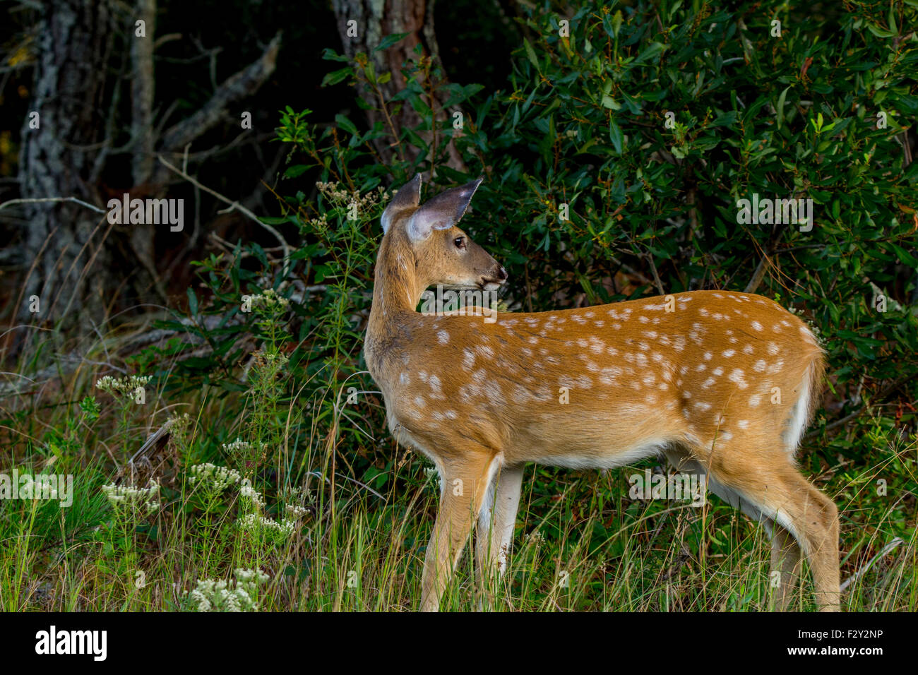 Sika Doe On Assateague Island Stock Photo - Alamy