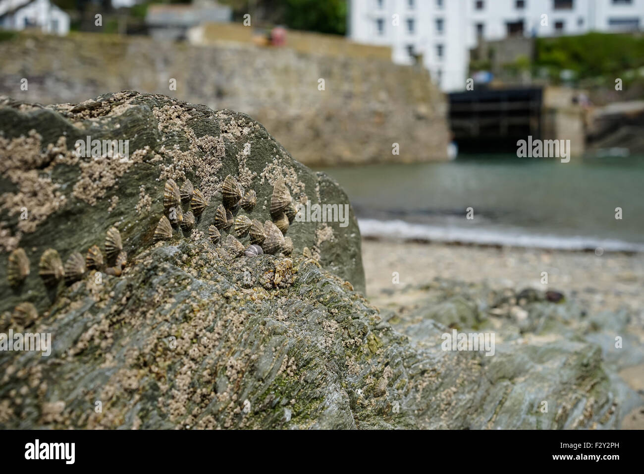 Limpets on rock hi-res stock photography and images - Alamy