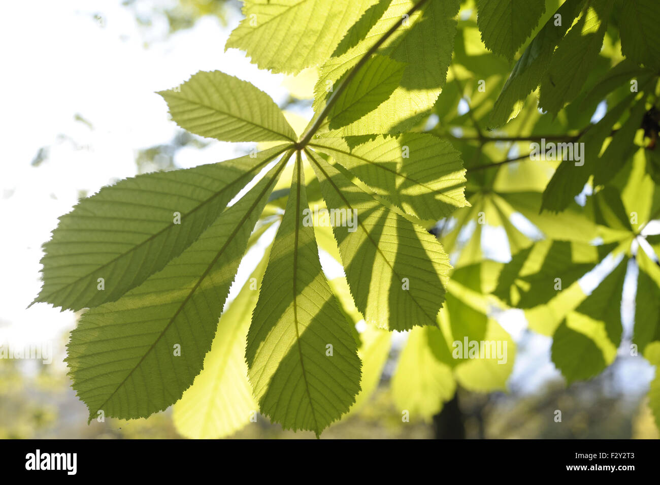 Horse chestnut tree Stock Photo - Alamy