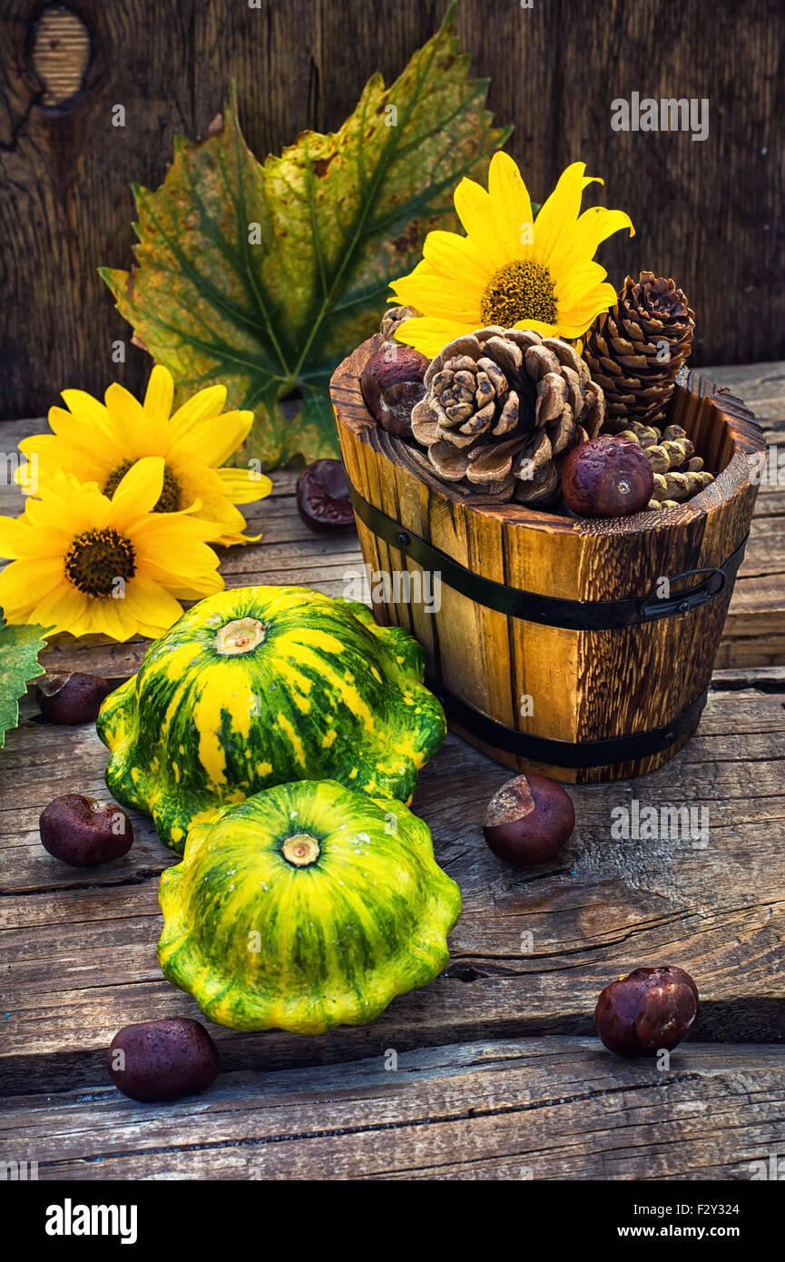 autumn harvest squash on the background of wooden tubs with cones ...