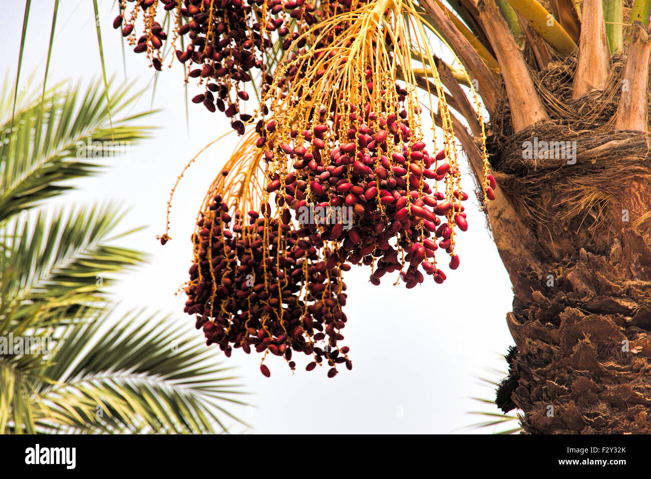 Date palm tree israel hi-res stock photography and images - Alamy