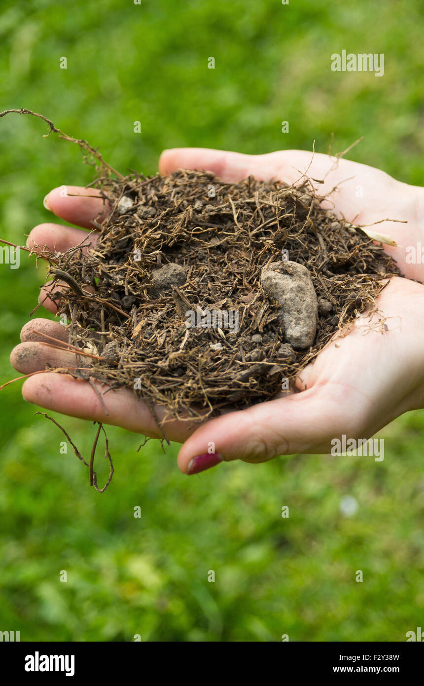 Hand holding up pile of soil, green grassy background, shot from above ...