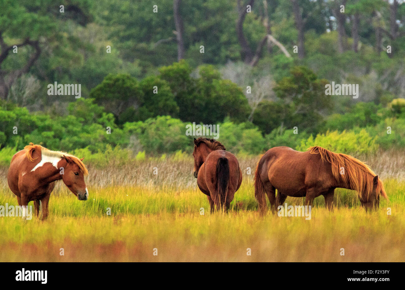 Wild Ponies Of Assateague Island Stock Photo - Alamy