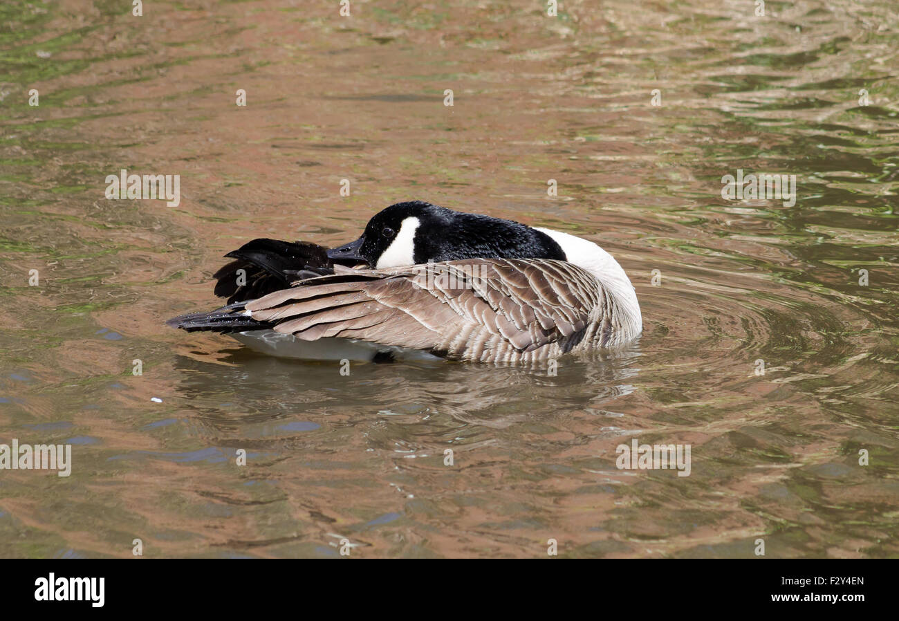 Canadian goose preening hi-res stock photography and images - Alamy