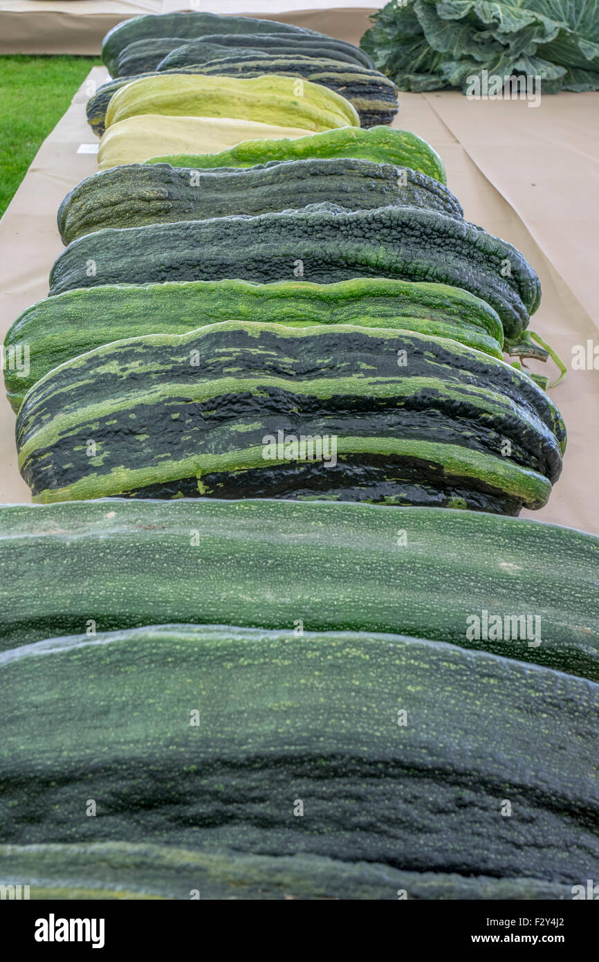 Three counties showground, malvern hi-res stock photography and images ...