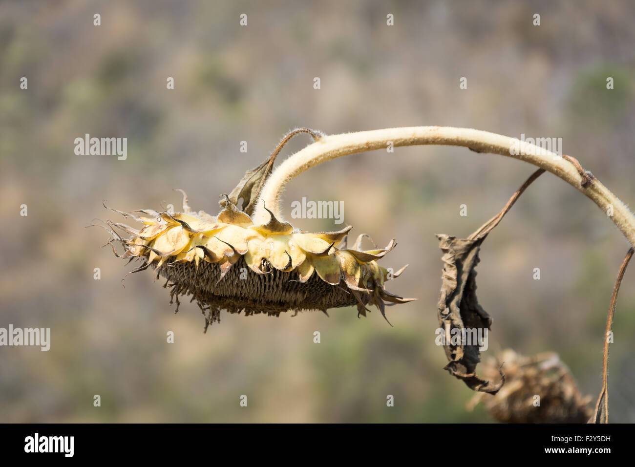 Drooping sunflower hi-res stock photography and images - Alamy