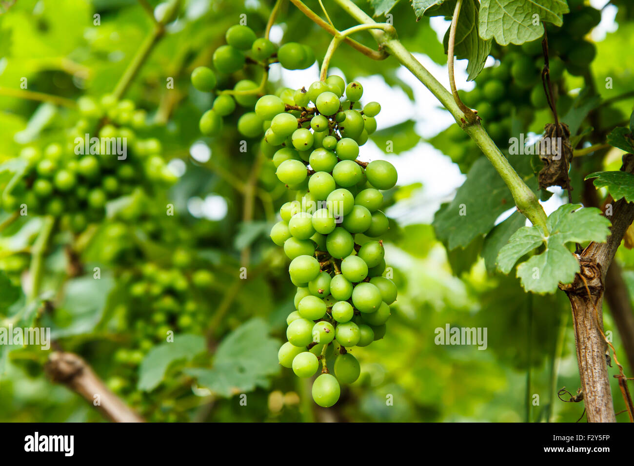 Grapes on the tree in the garden Stock Photo - Alamy