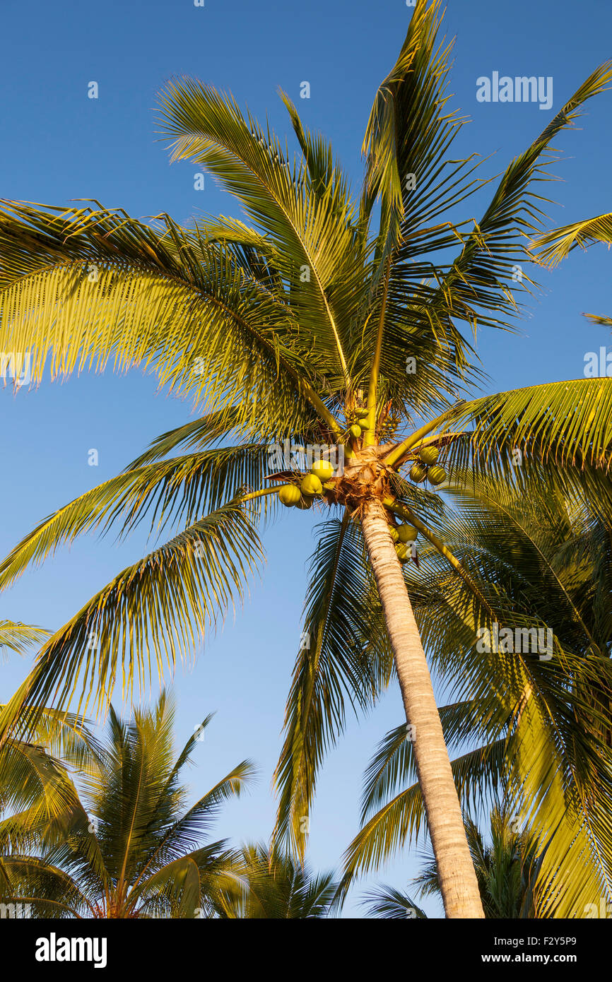 Coconut palm trees Manzanillo beach Pacific Ocean Colima Mexico North ...