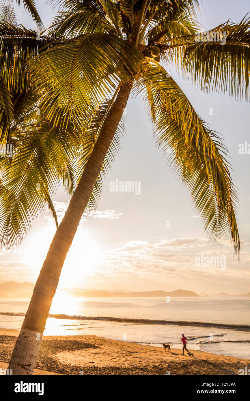 Coconut palm trees beach Manzanillo Pacific Ocean Colima Mexico North ...