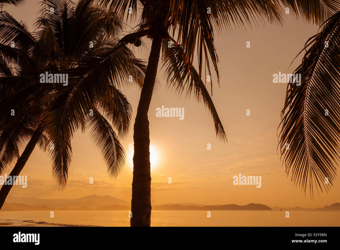 Coconut palm trees Manzanillo beach Pacific Ocean Colima Mexico North ...
