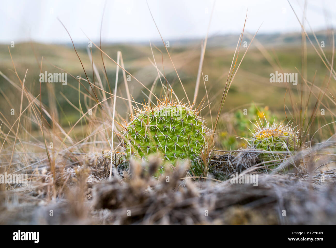cactus southern alberta Stock Photo - Alamy