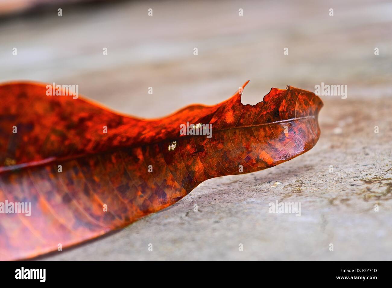 Brown Leaf - Natural Photograph Stock Photo - Alamy