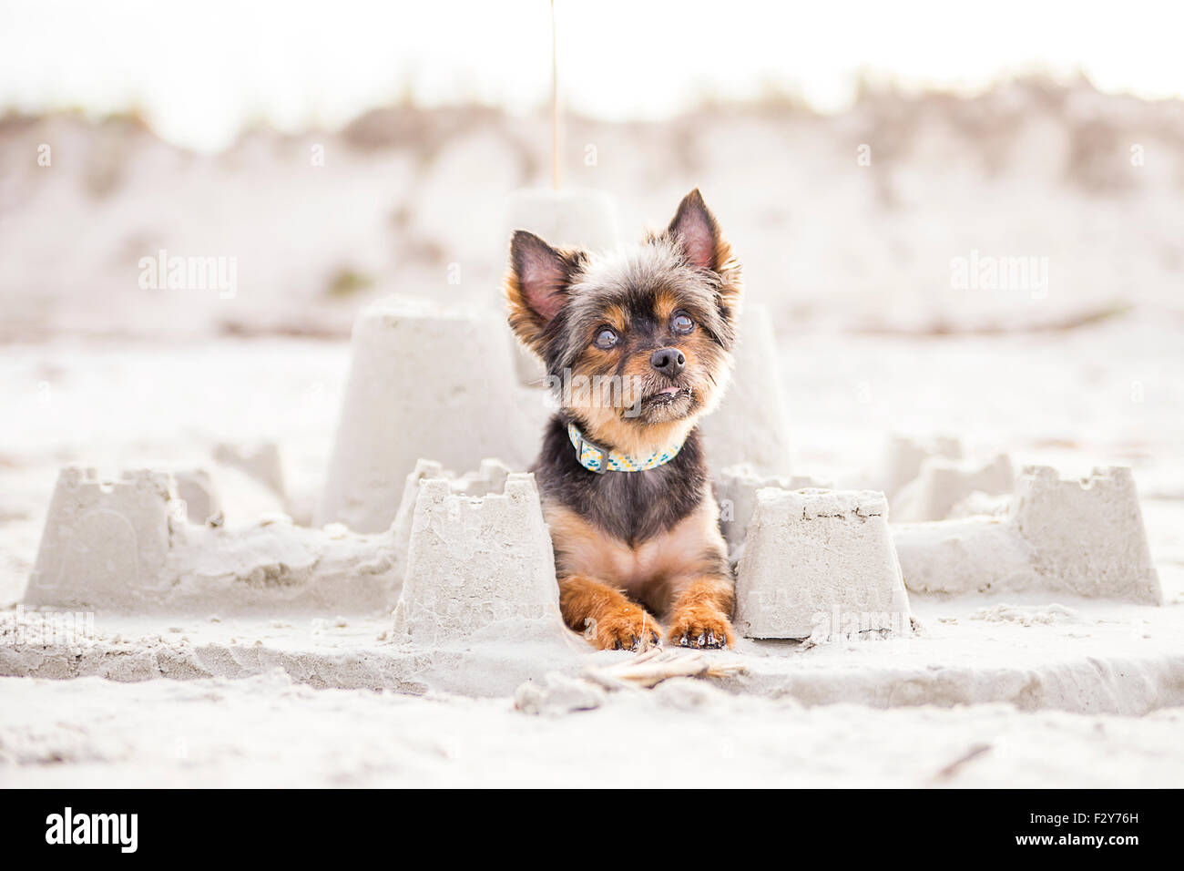 Scruffy small dog at the beach in the sand Stock Photo - Alamy
