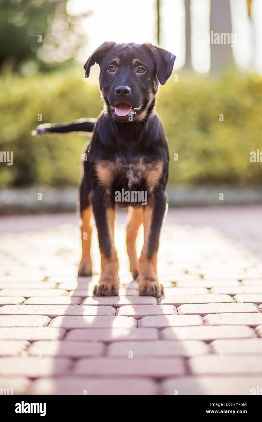 Wagging dog tail hi-res stock photography and images - Alamy