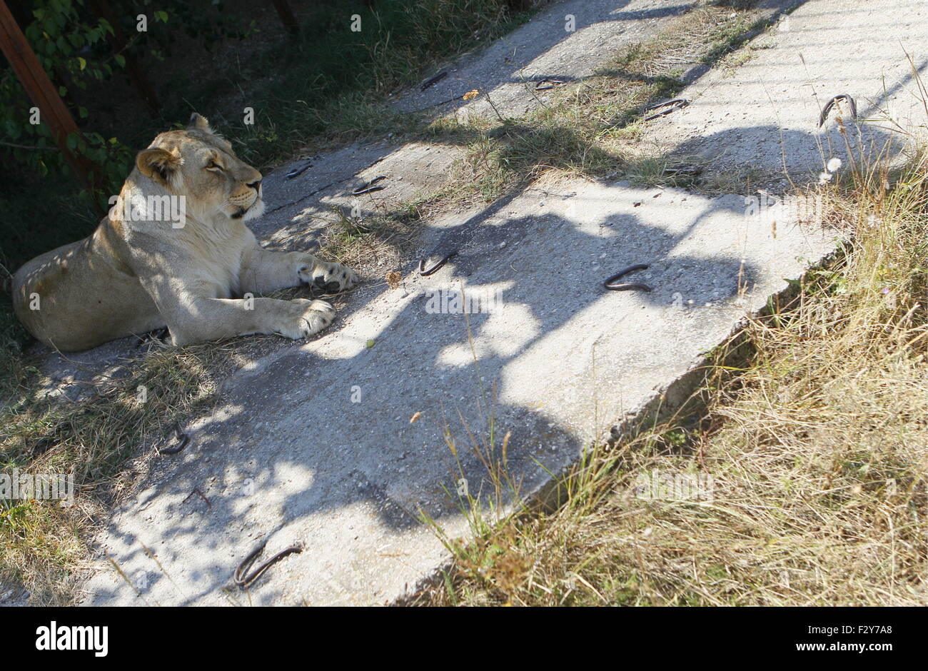 Taigan High Resolution Stock Photography and Images - Alamy