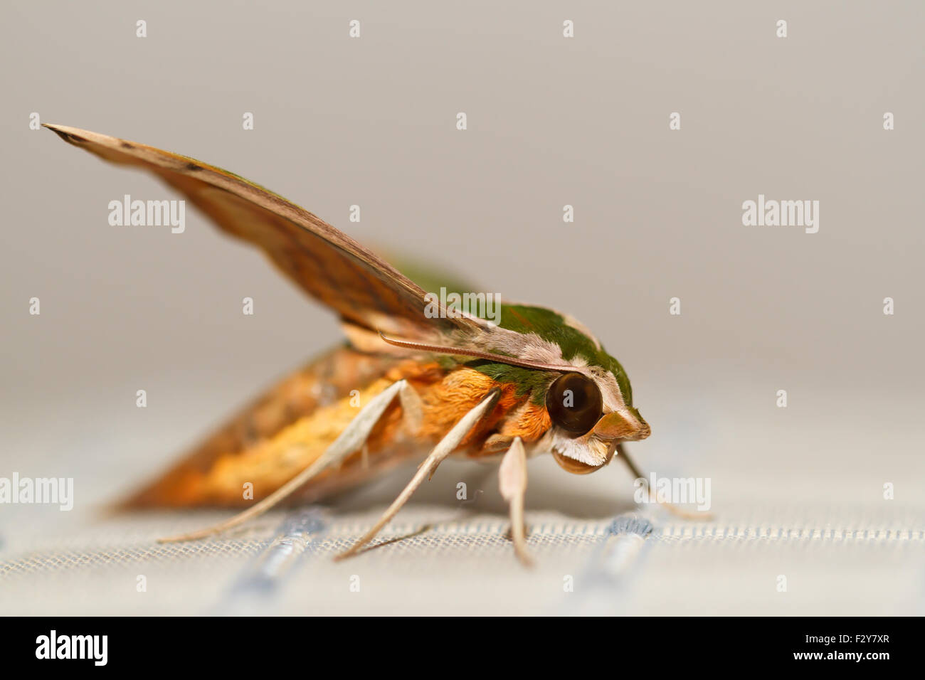 Moth in the nature Stock Photo - Alamy