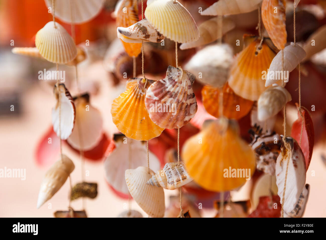 Sea shells close up in Santa Maria beach in Cape Verde Stock Photo - Alamy