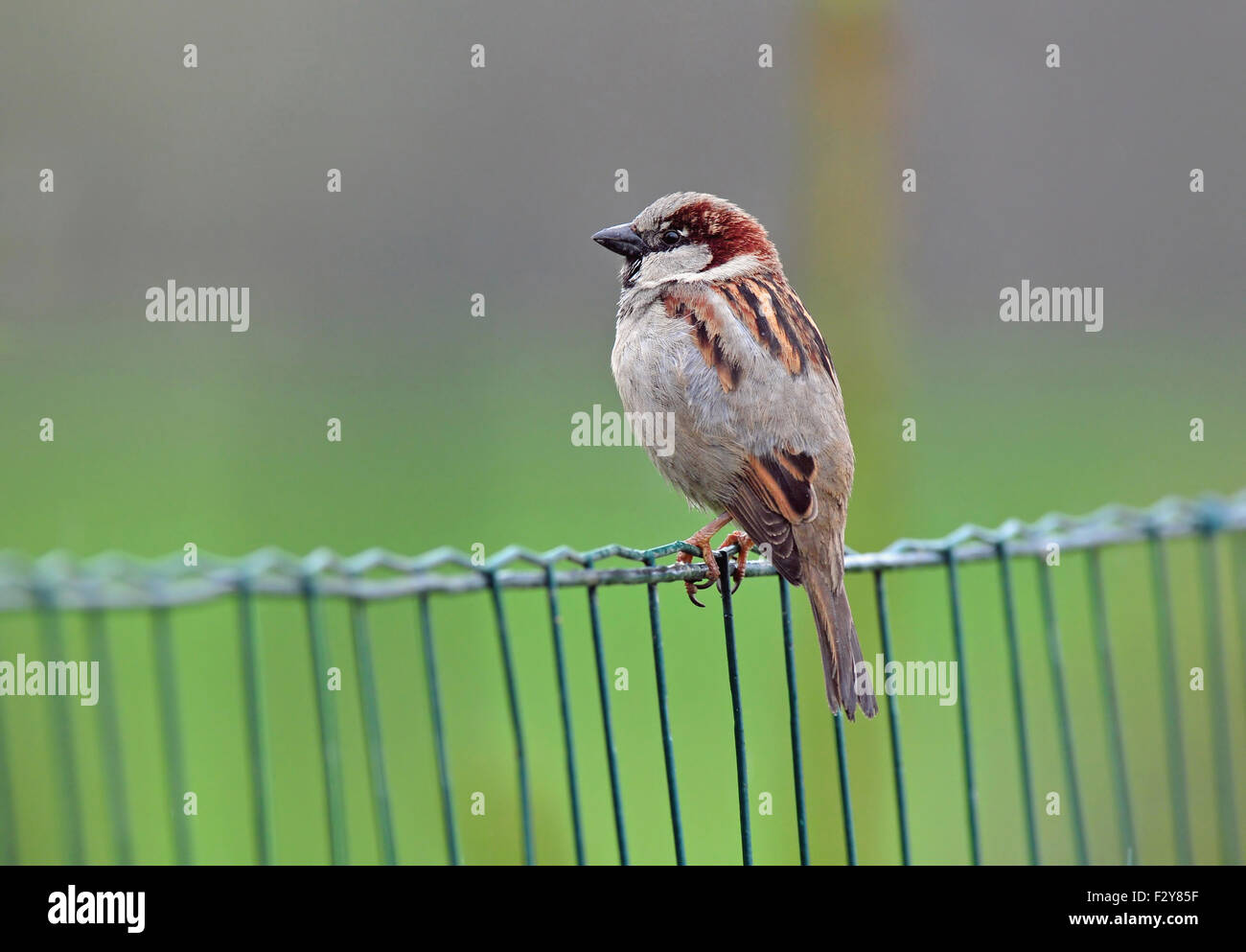 Photo of house sparrow standing on a fence Stock Photo - Alamy
