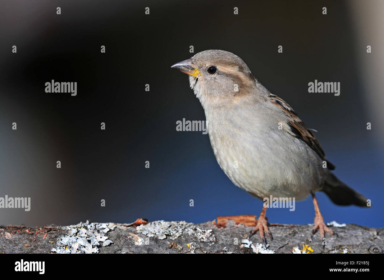 Female tree sparrow hi-res stock photography and images - Alamy