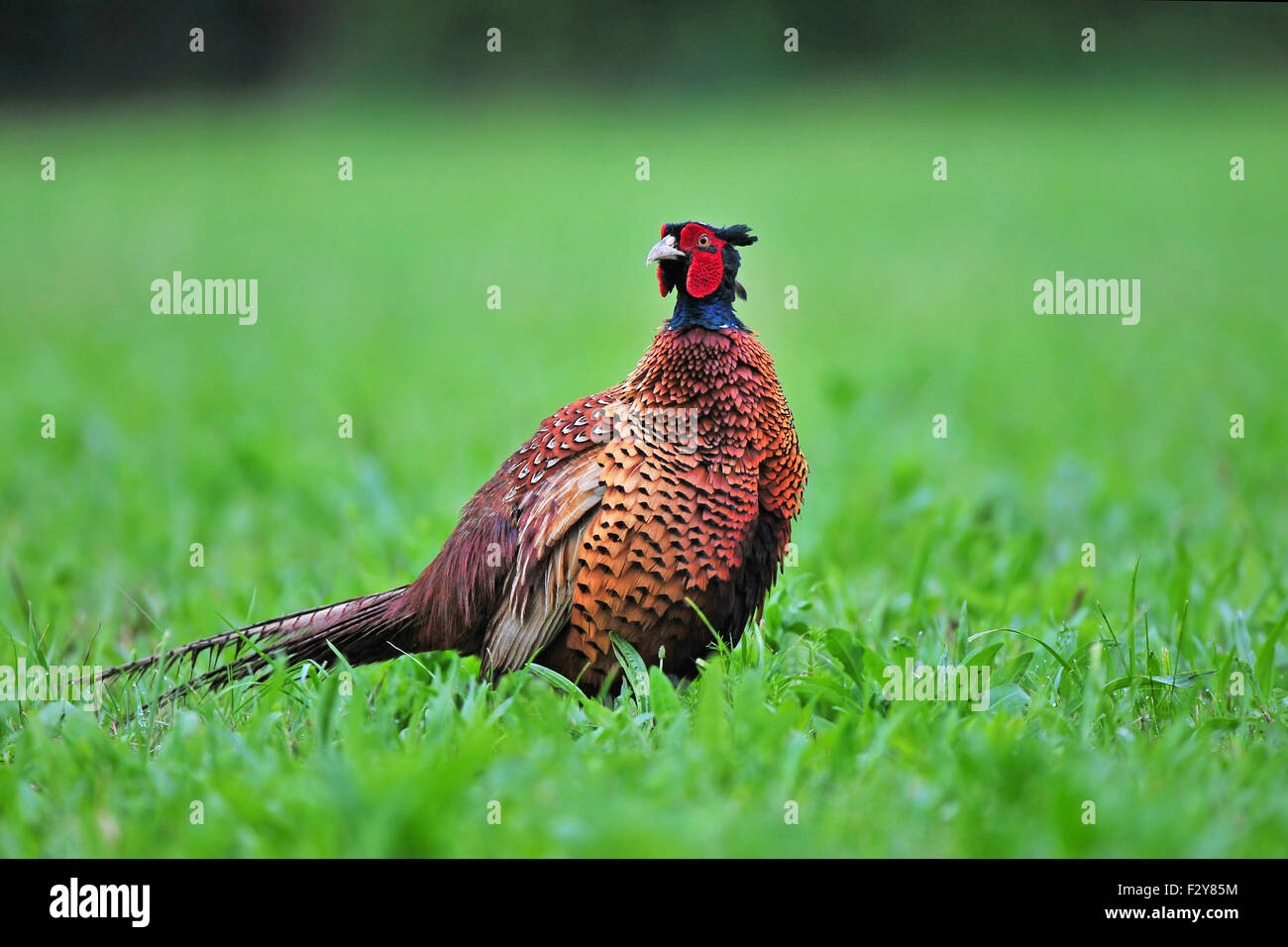 Photo of wild pheasant standing in a grass Stock Photo - Alamy