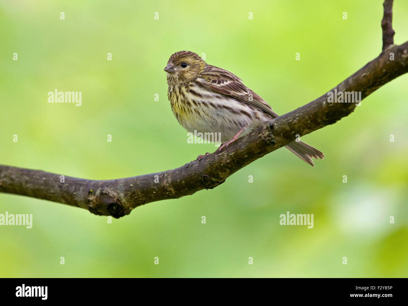 Serin garden hi-res stock photography and images - Alamy