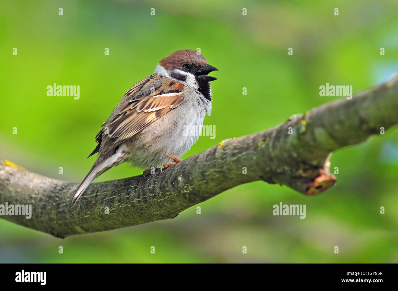Photo of eurasian tree sparrow on a tree branch Stock Photo - Alamy