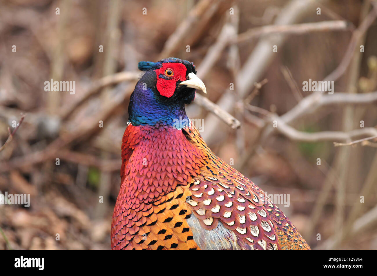 Close up photo of wild common pheasant Stock Photo - Alamy