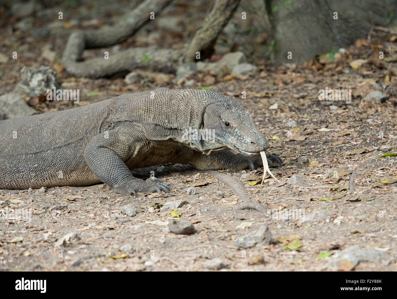 Komodo Dragon on Komodo Island Stock Photo - Alamy