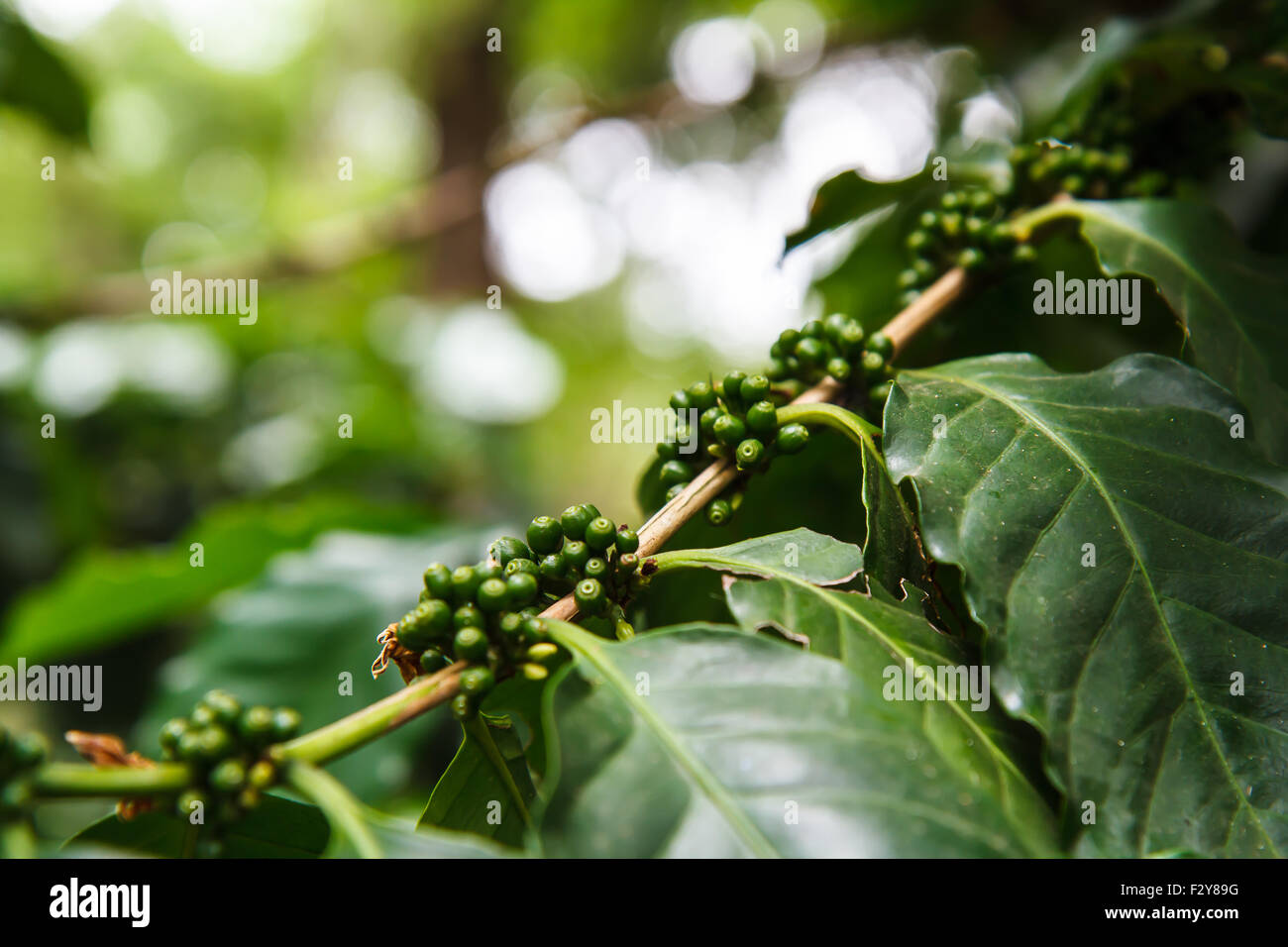 Coffee trees hi-res stock photography and images - Alamy