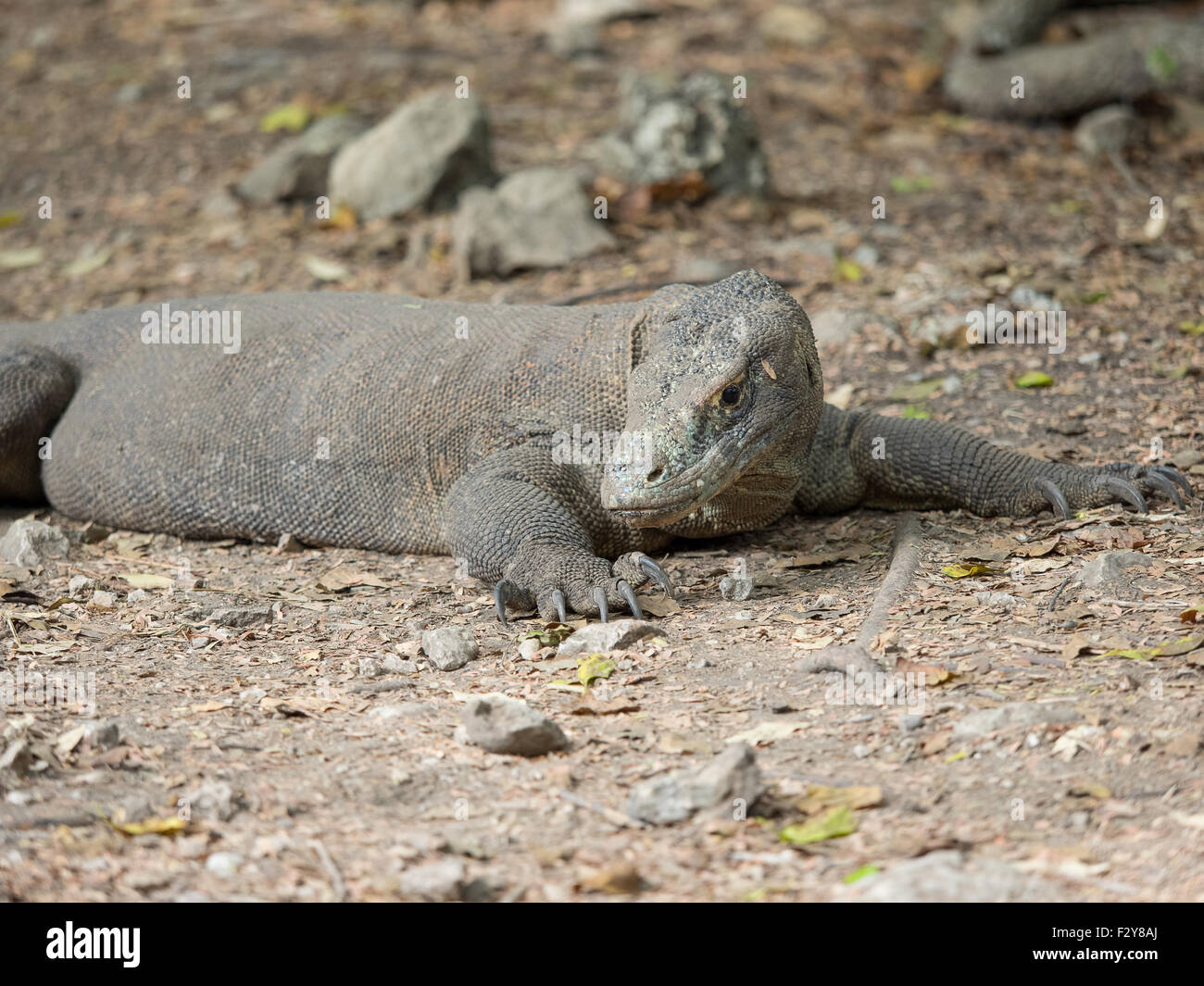 Komodo Dragon on Komodo Island Stock Photo - Alamy