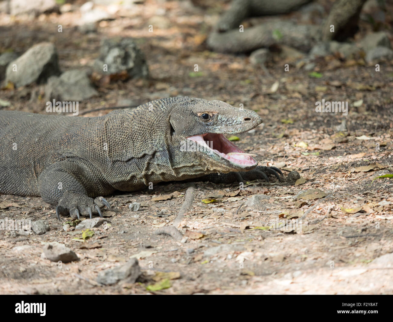 Komodo Dragon on Komodo Island Stock Photo - Alamy