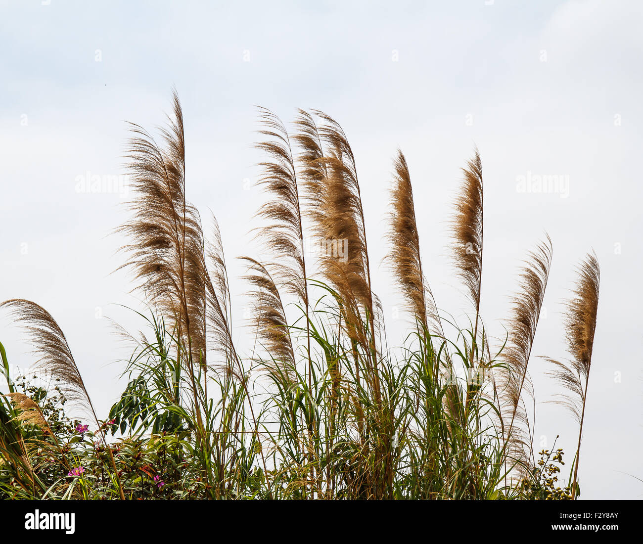 Grass and flowers hi-res stock photography and images - Alamy