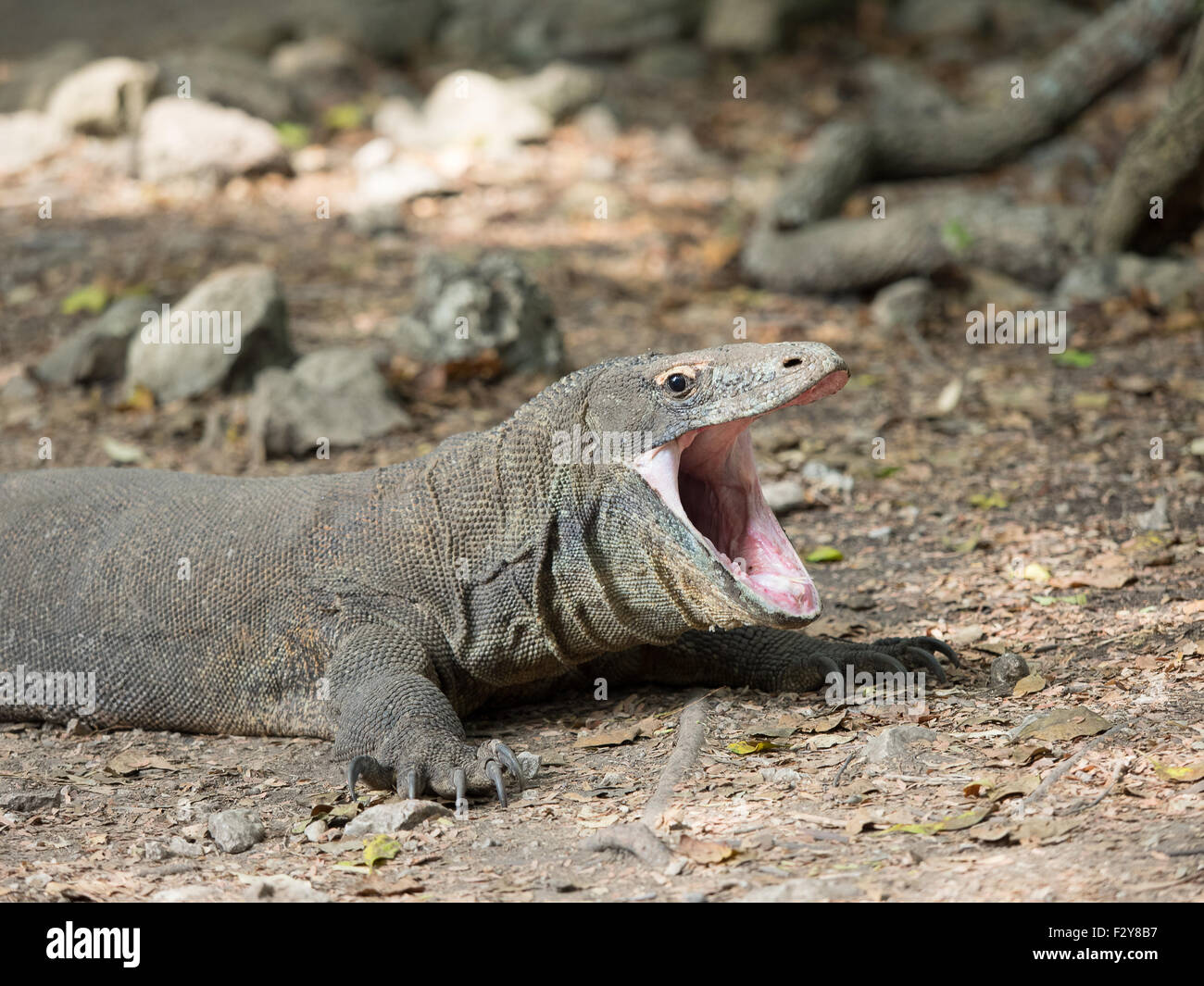 Komodo Dragon on Komodo Island Stock Photo - Alamy