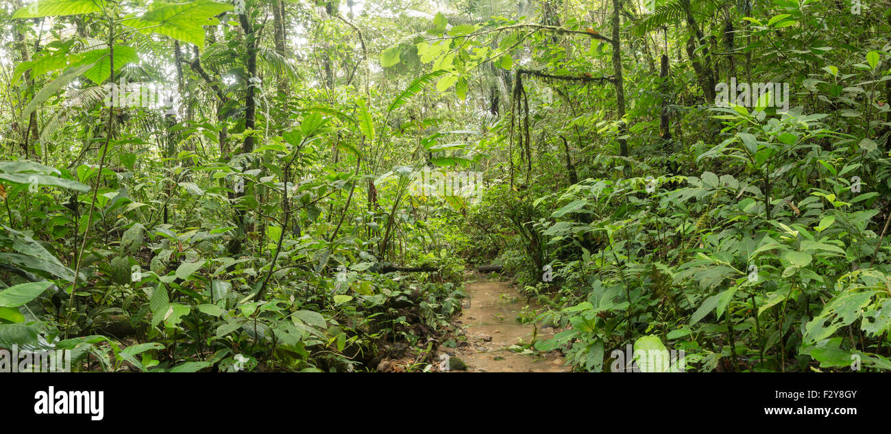 Interior or tropical rainforest and stream in the Ecuadorian Amazon ...