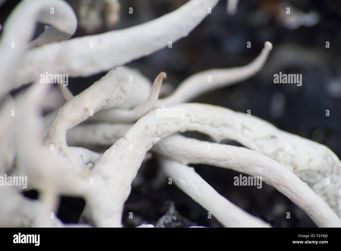 Arctic prairie plants - backgrounds of polar bald mountain macro ...
