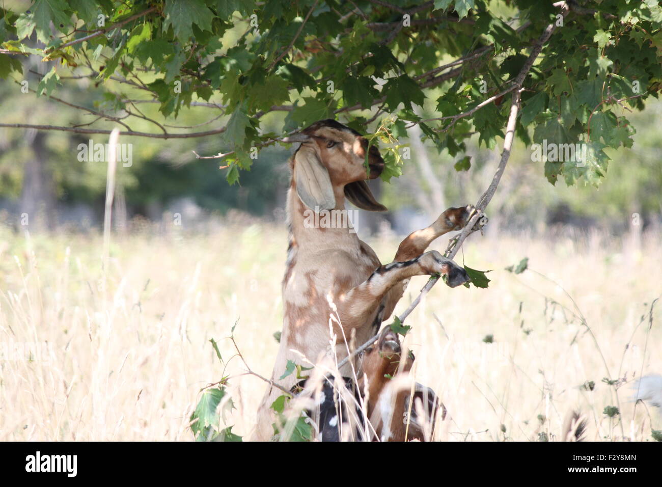 Goat standing on hind legs hi-res stock photography and images - Alamy